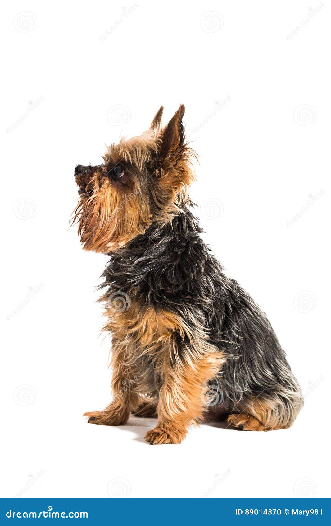 One yorkshire terrior stock photo. Image of terrior, terrier - 89014370