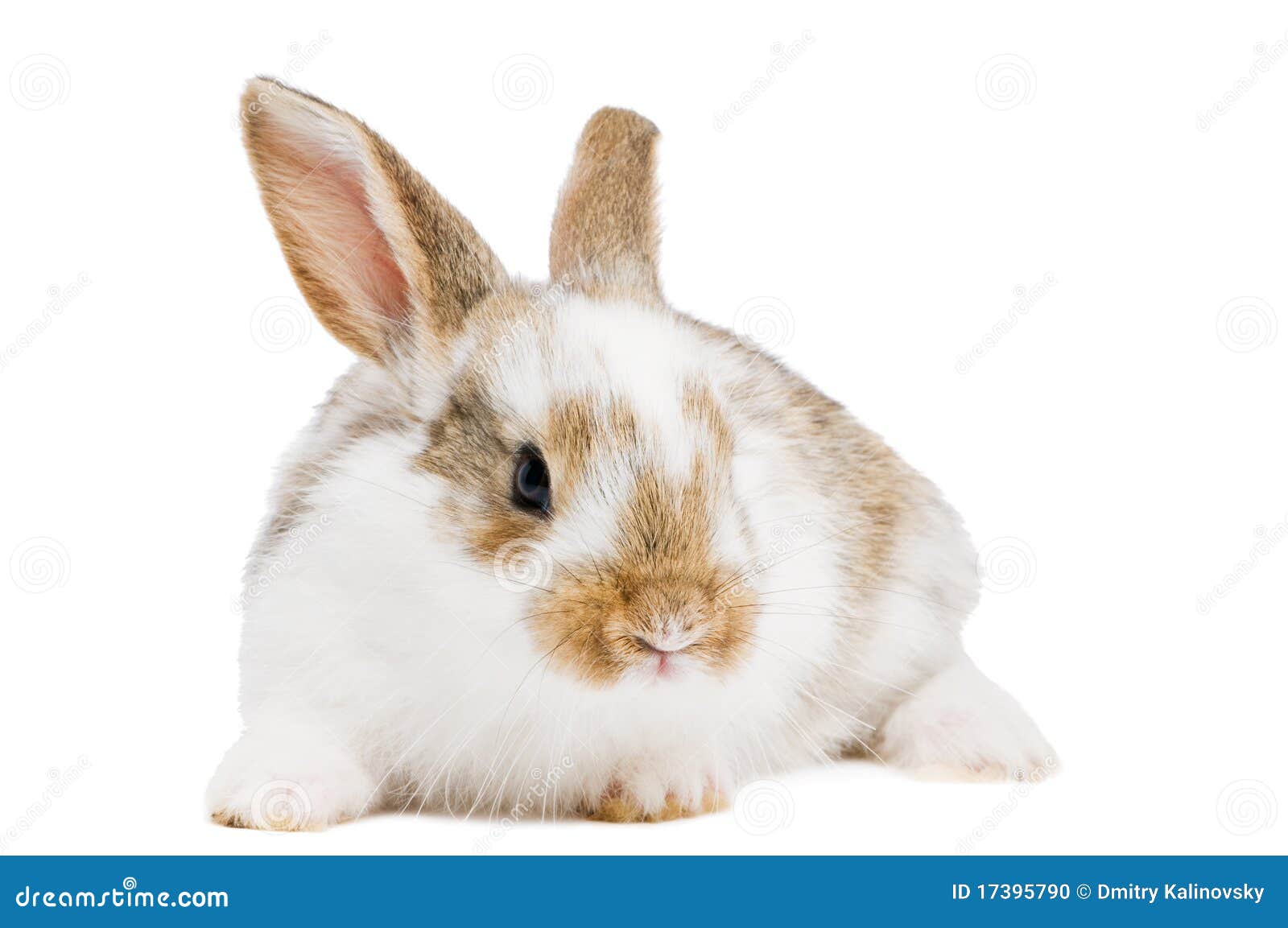 One young baby rabbit stock photo. Image of pretty, fluffy - 17395790