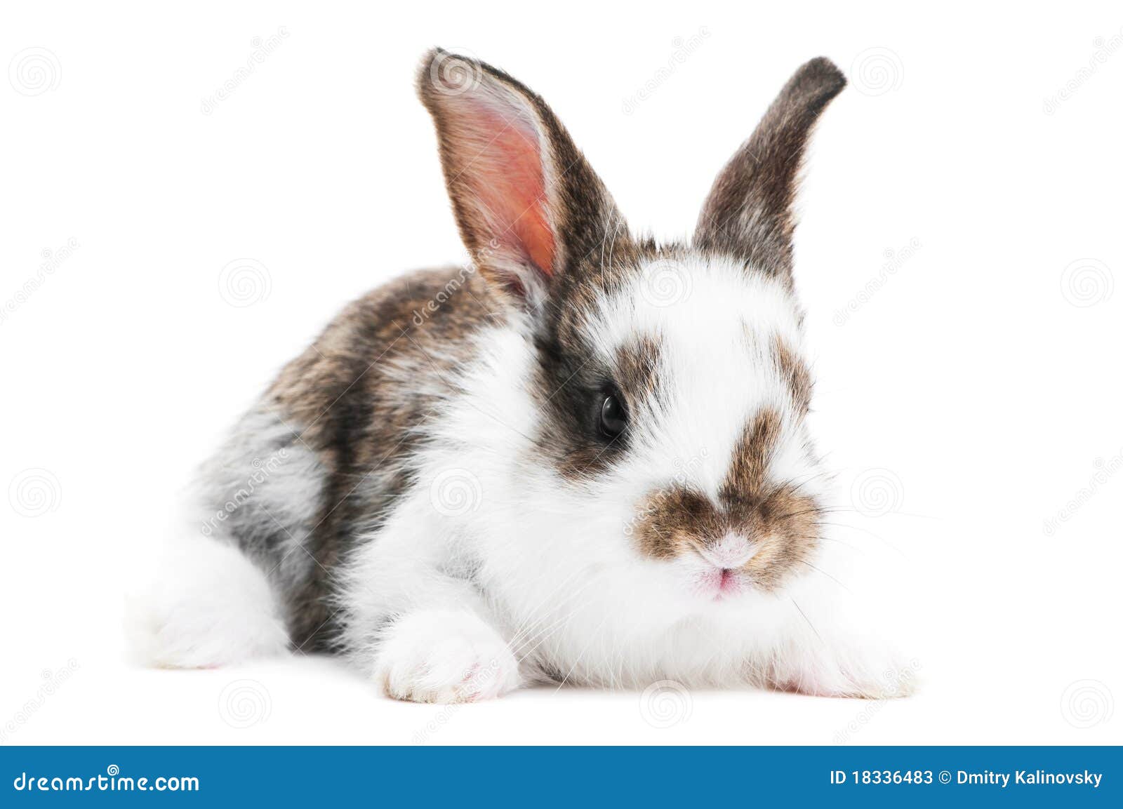 One Young Baby Rabbit Isolated Stock Image - Image of baby, bunny: 18336483