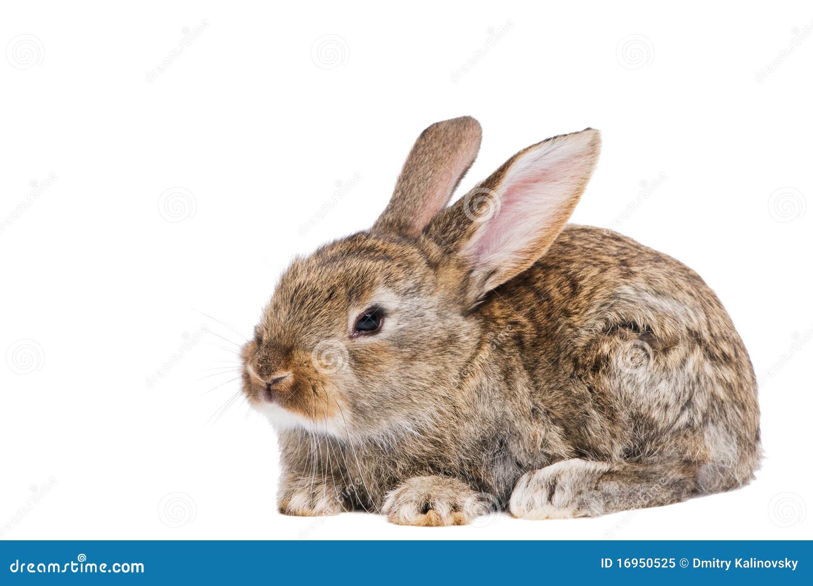 One young brown rabbit stock image. Image of ears, little - 16950525