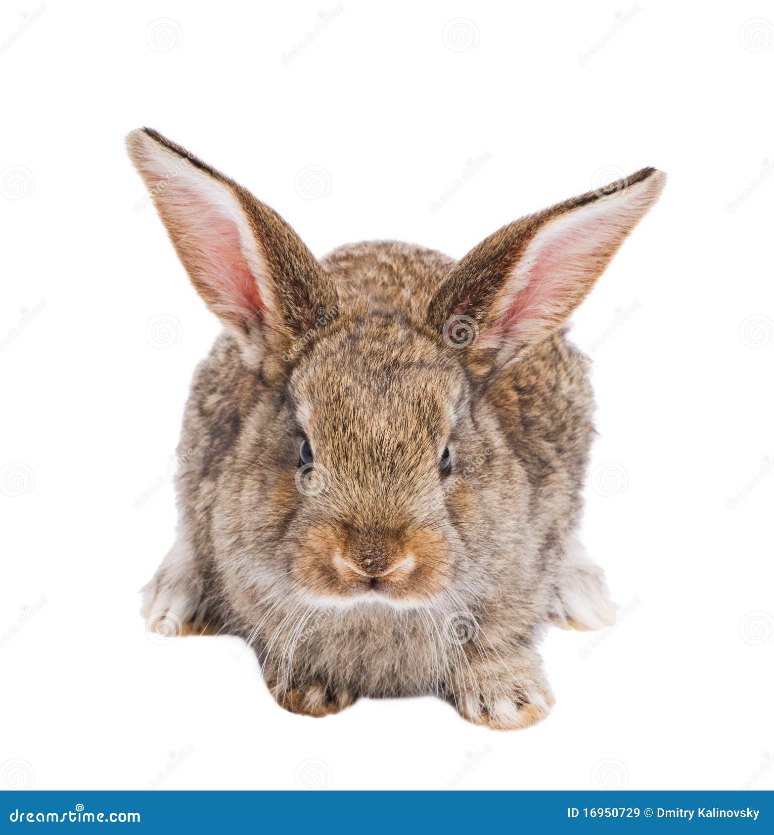 One young brown rabbit stock image. Image of baby, breed - 16950729