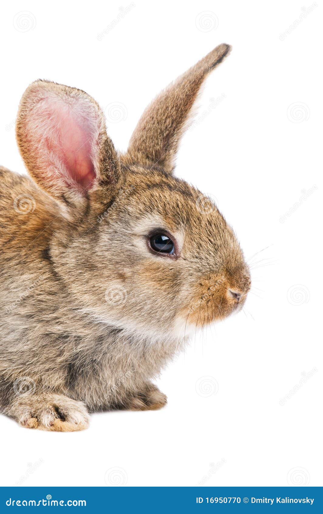 One young brown rabbit stock photo. Image of brown, belgian - 16950770