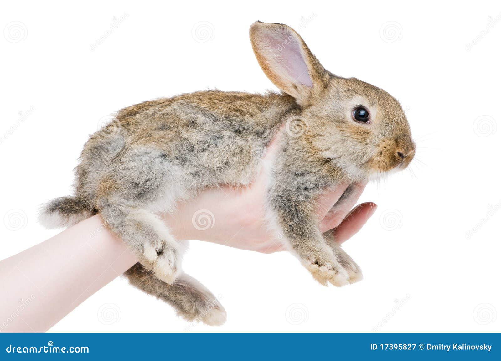 One young brown rabbit stock image. Image of fluffy, ears - 17395827