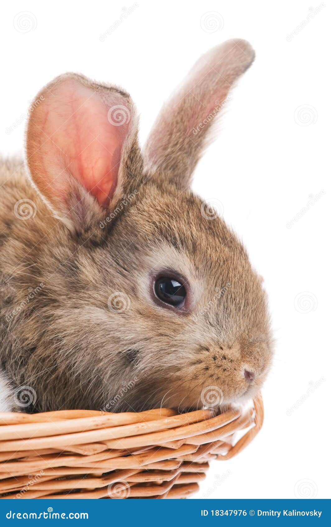 One young brown rabbit stock photo. Image of face, full - 18347976