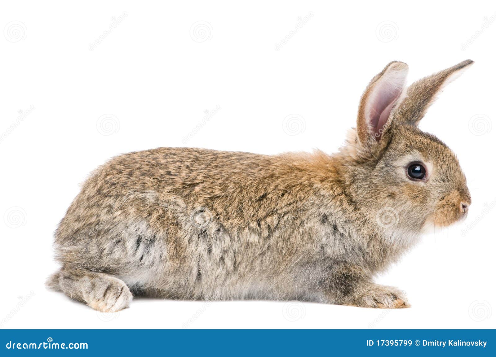 One young bunny rabbit stock image. Image of hare, full - 17395799