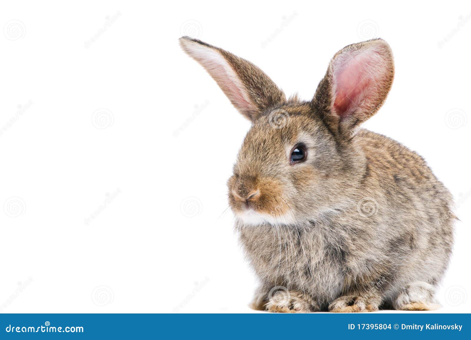 One young bunny rabbit stock photo. Image of bunny, furry - 17395804