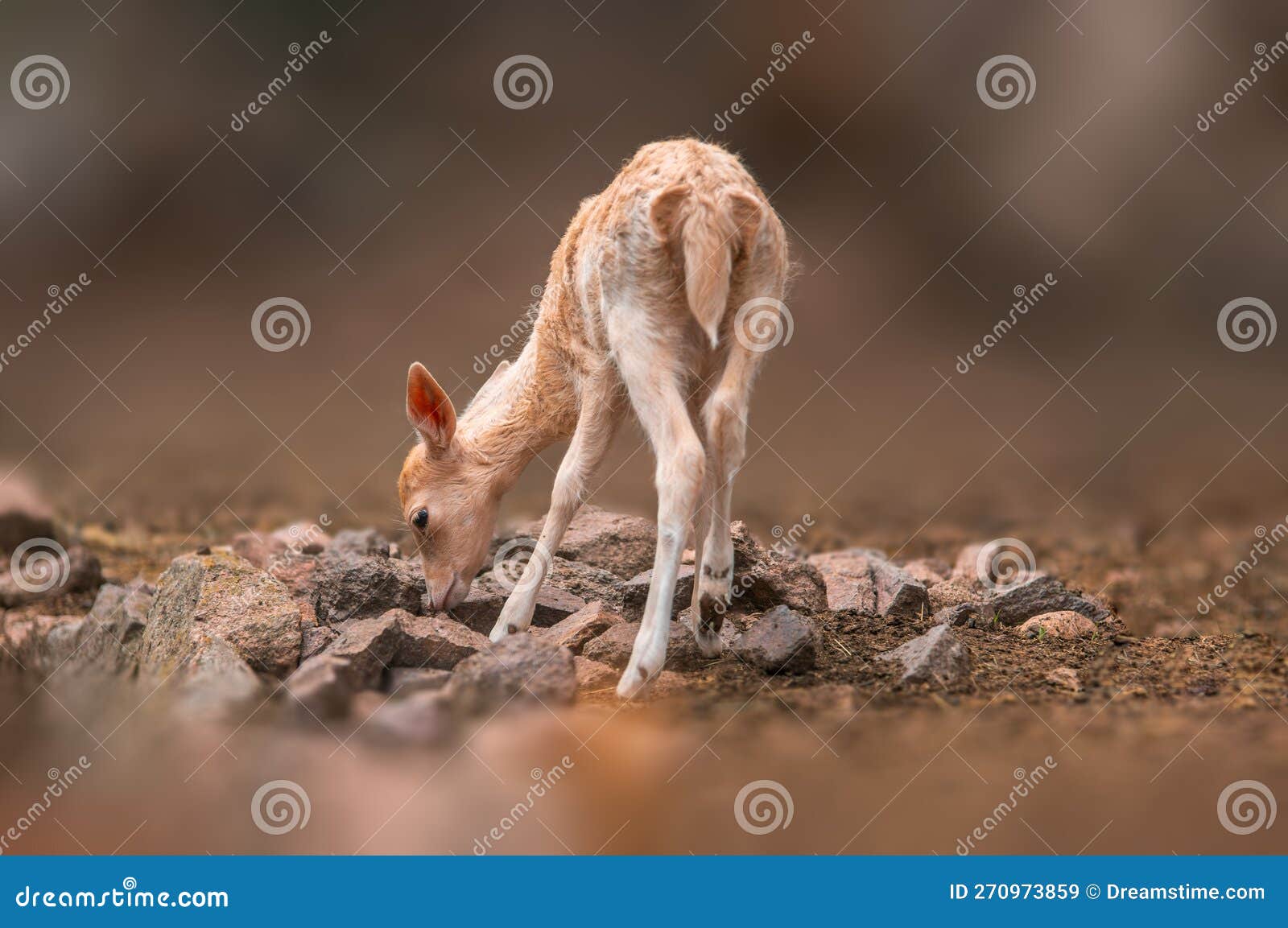 One Young Fallow Deer Calf Explores the Forest Stock Image - Image of ...