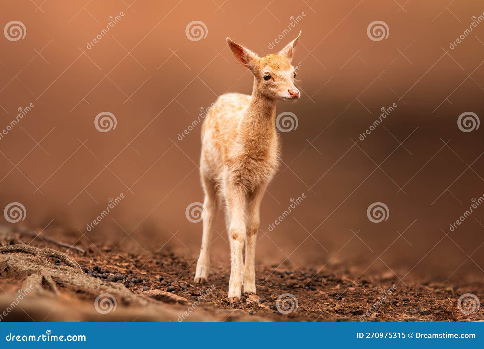 One Young Fallow Deer Calf Explores the Forest Stock Image - Image of ...