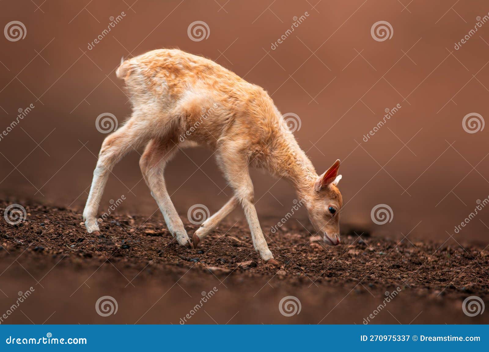 One Young Fallow Deer Calf Explores the Forest Stock Image - Image of ...