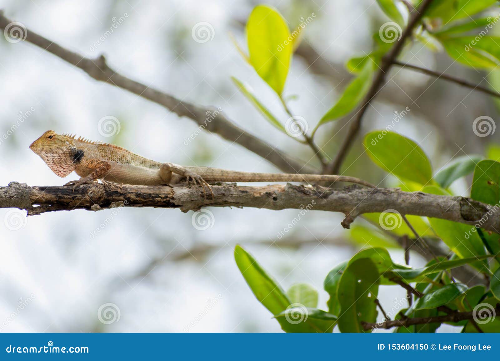 Young Lizard Stay on Tree Trunk Stock Photo - Image of climbed ...