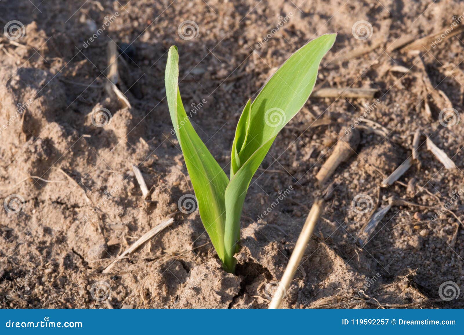 One Young Maize Plant on a Field Stock Image - Image of botanical ...