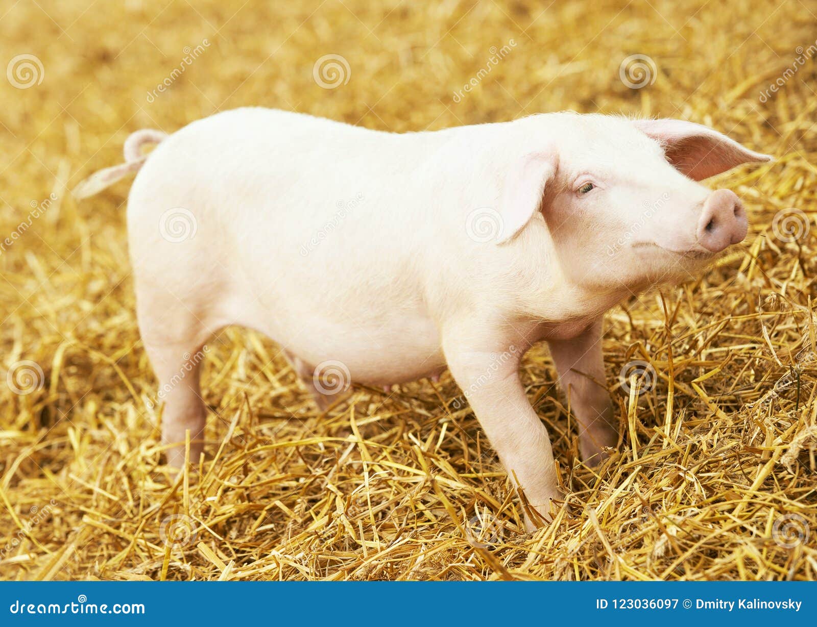 Young Piglet on Hay and Straw at Pig Breeding Farm Stock Image - Image ...