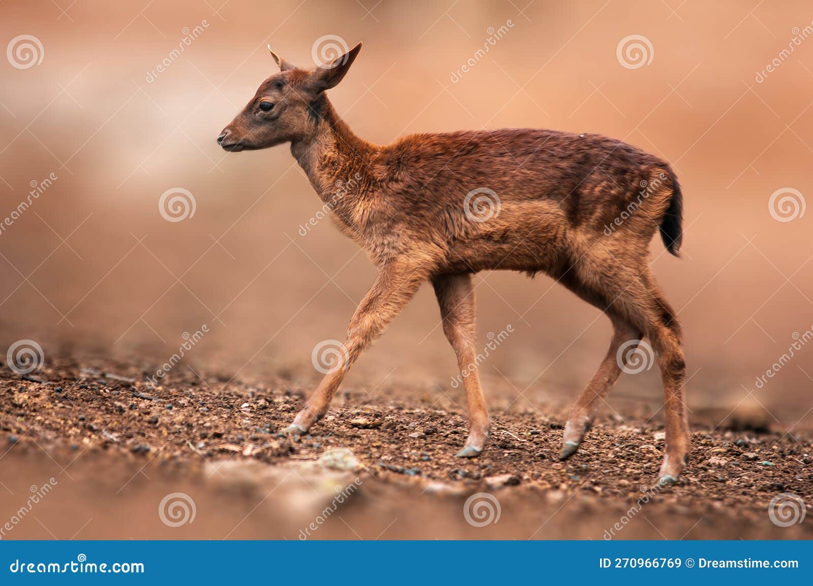 One Young Red Deer Doe Stands in a Forest Stock Image - Image of ...