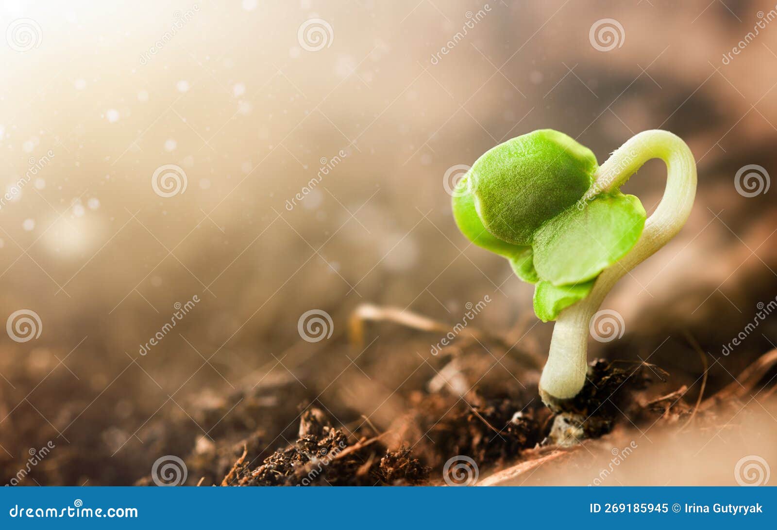 One young seedling stock illustration. Illustration of ecology - 269185945