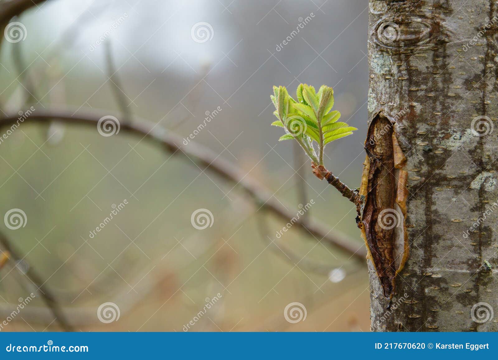 One Young Shoot Grows from a Tree Trunk Stock Photo - Image of forest ...