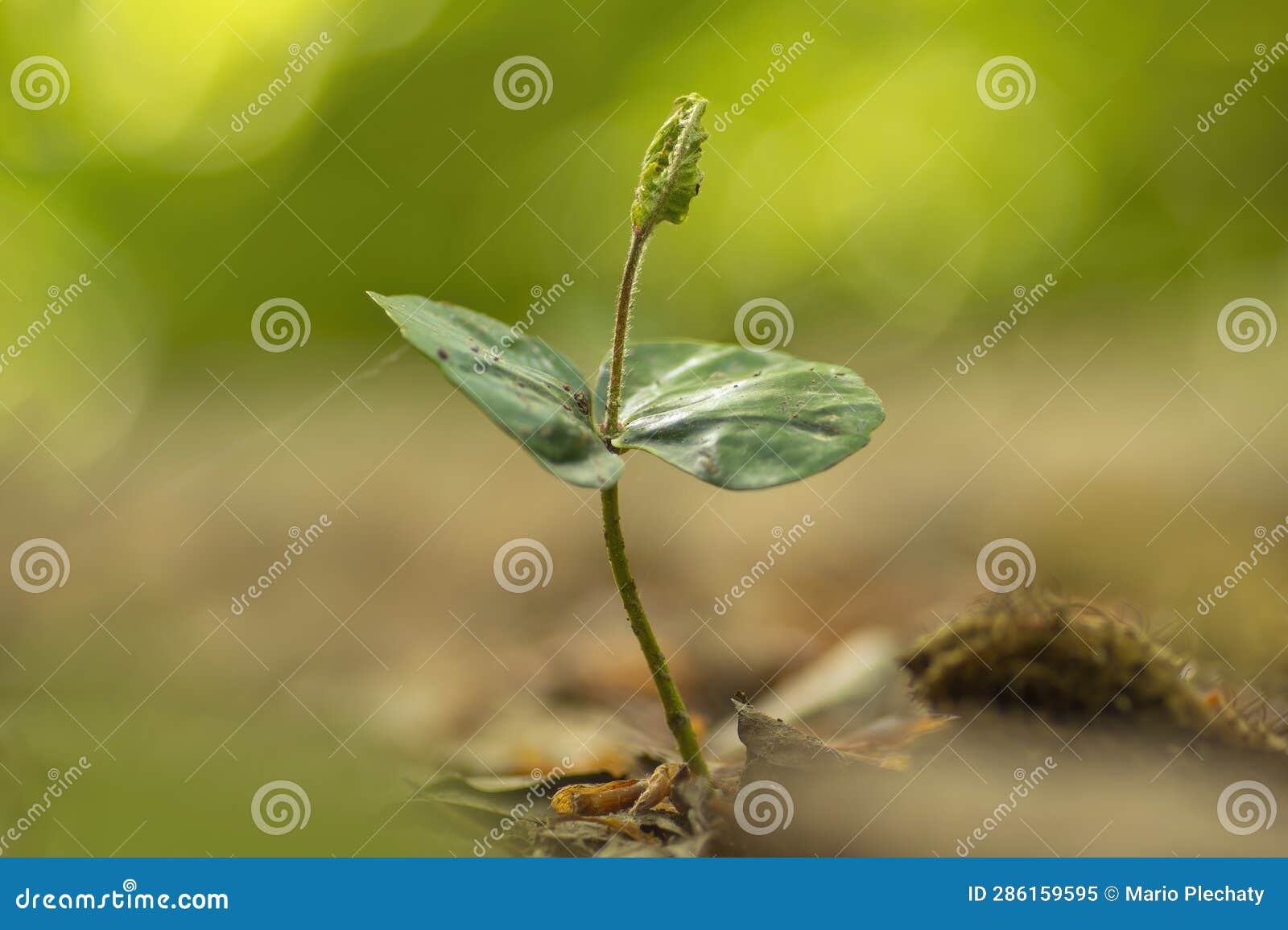 One Young Sprout of a Beech Tree Grows in the Forest Stock Image ...