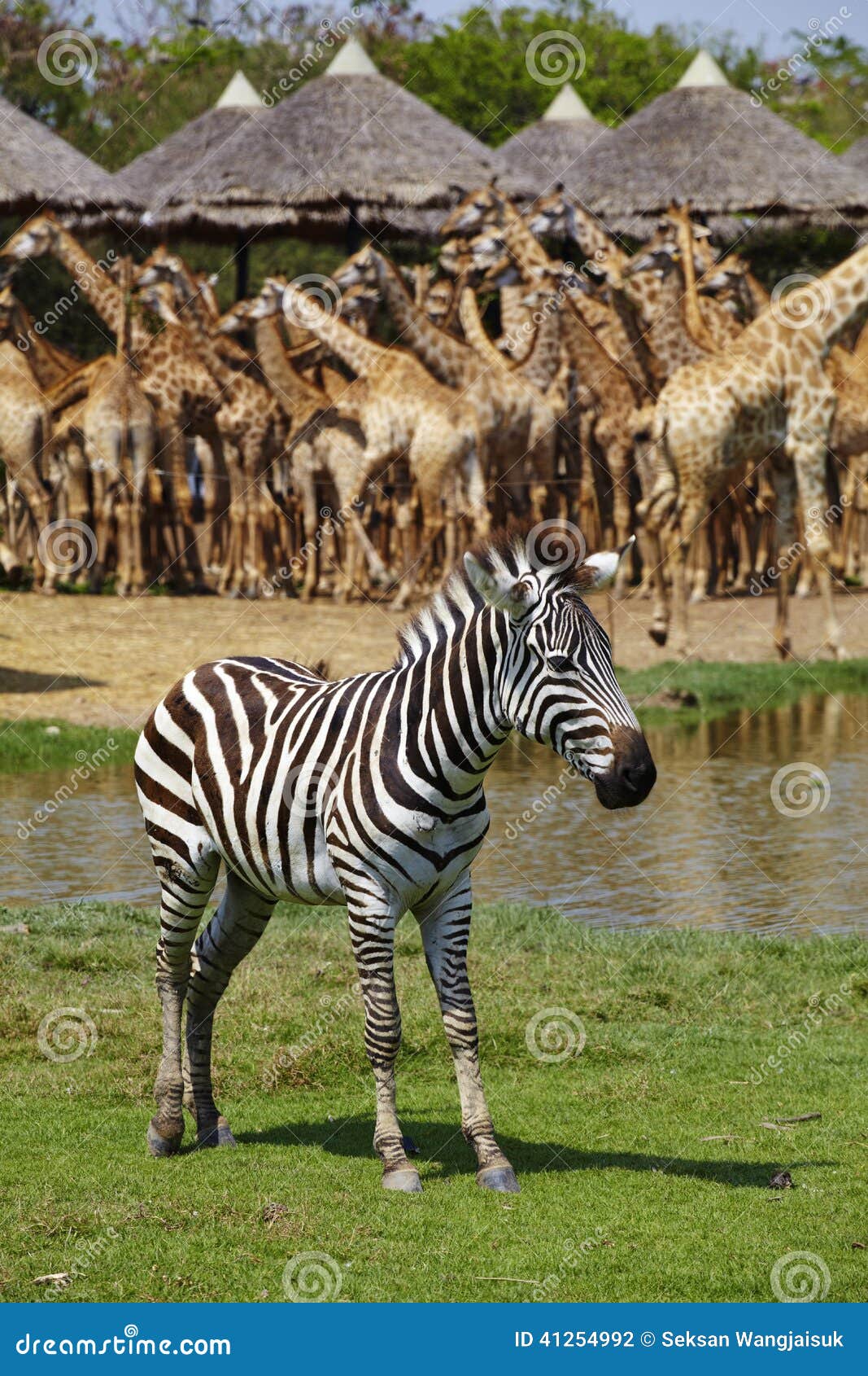 One young zebra stock photo. Image of preserve, animal - 41254992