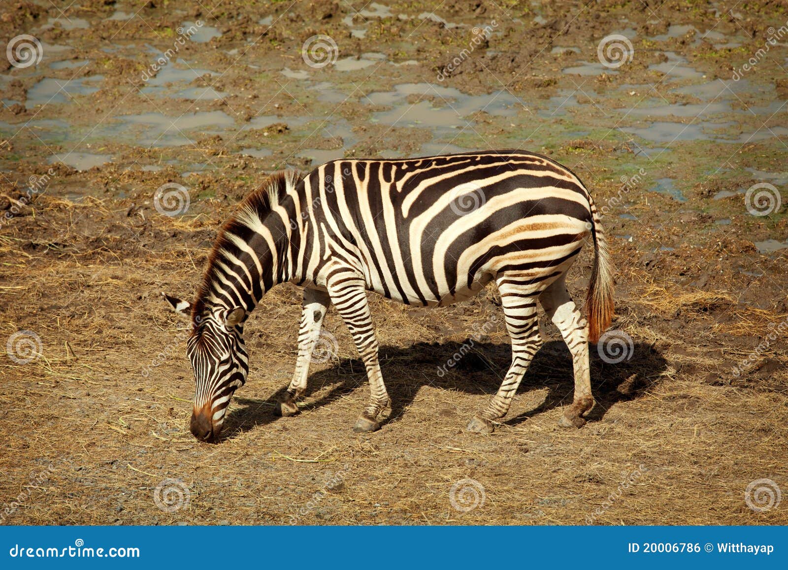 One zebra stock photo. Image of animal, single, standing - 20006786