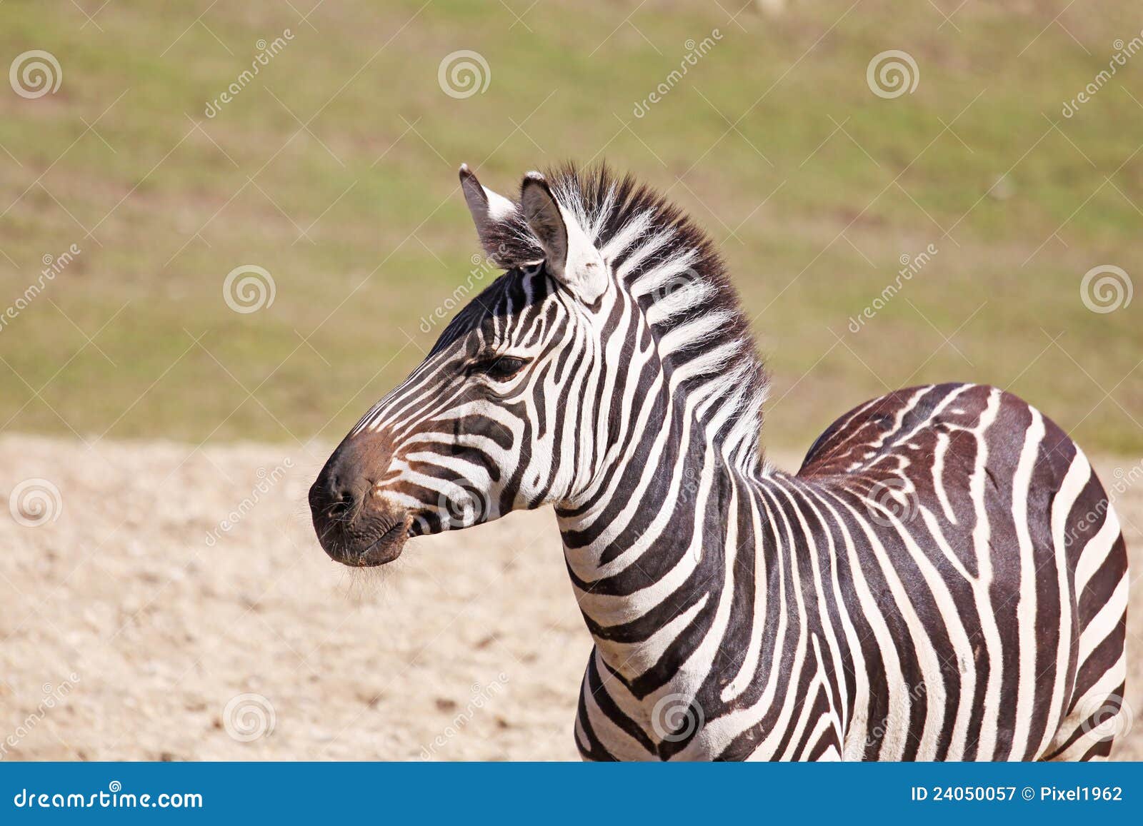 One zebra stock image. Image of mara, serengeti, sunset - 24050057