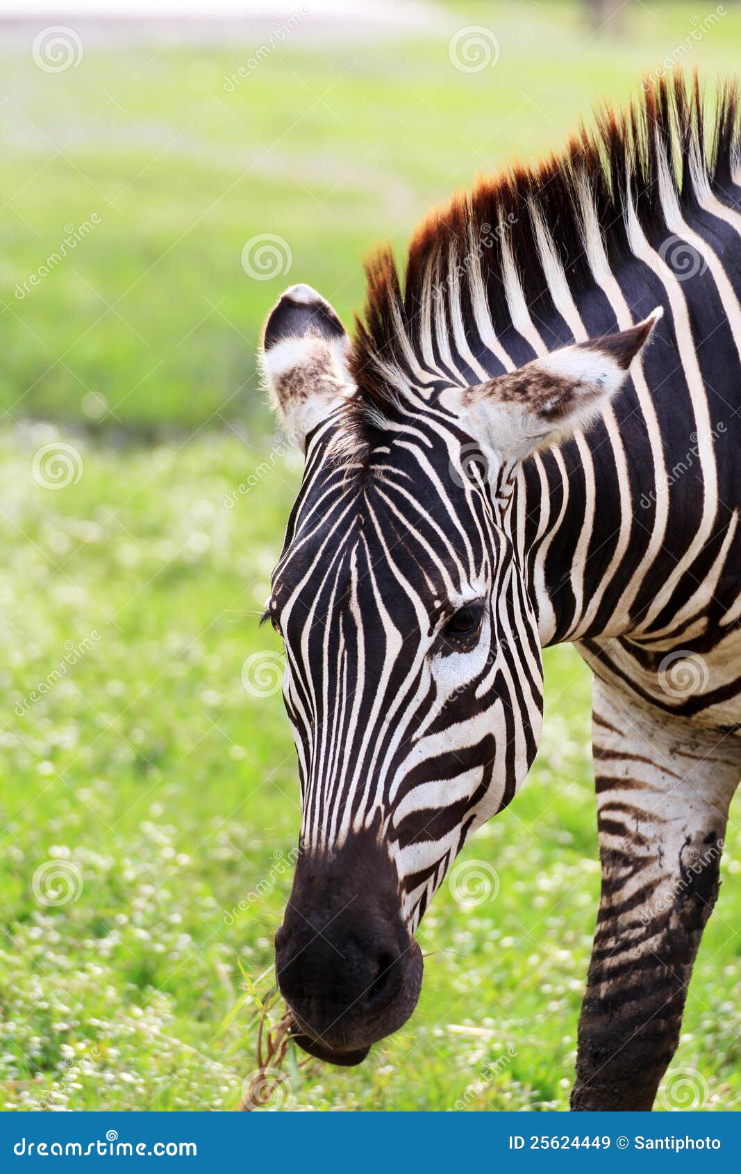 One zebra stock image. Image of safari, mammal, grevy - 25624449