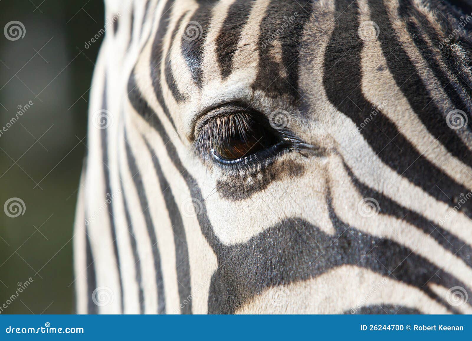 One Zebra eye stock photo. Image of parallel, mammal - 26244700