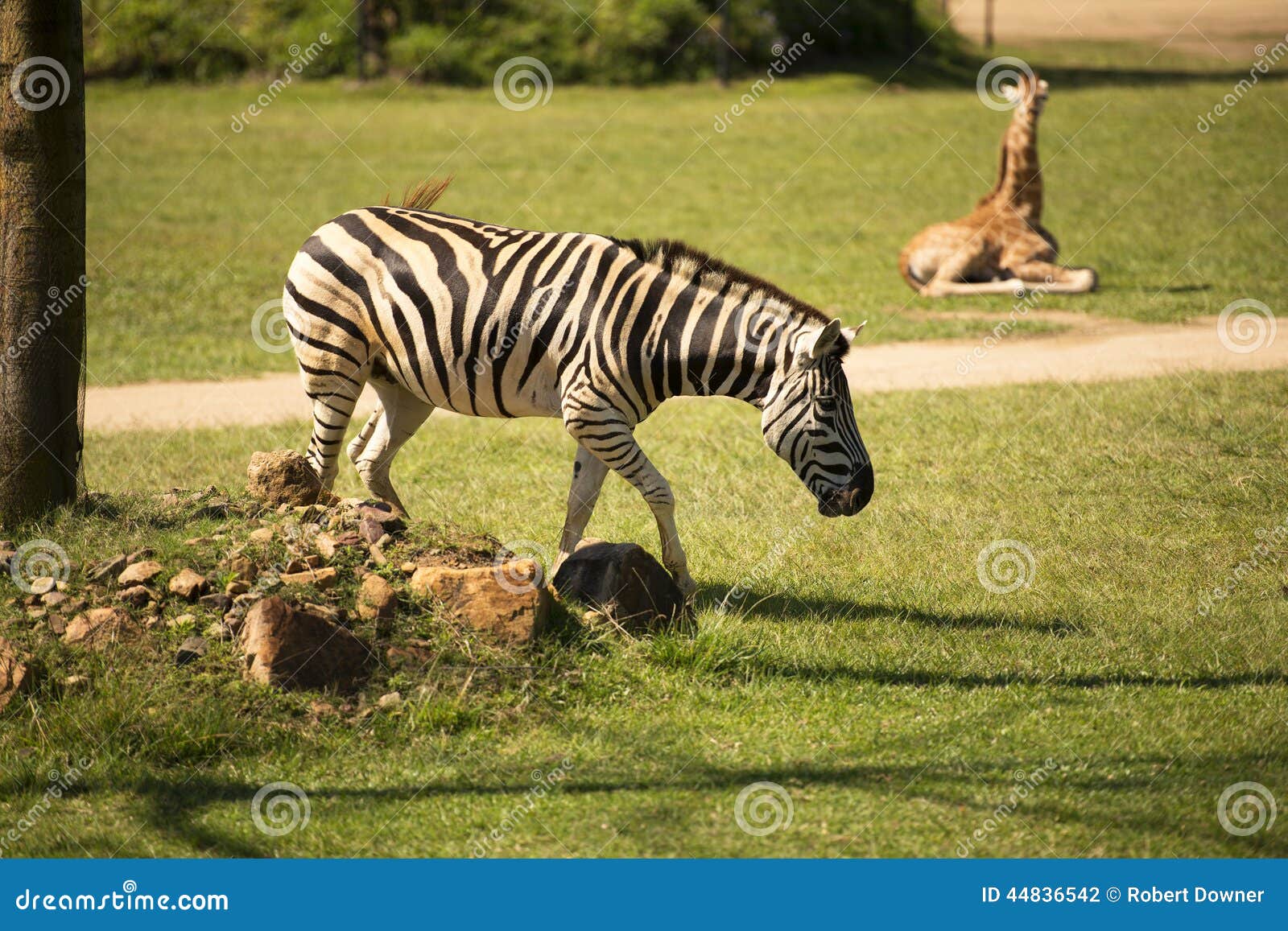 One Zebra stock photo. Image of together, black, road - 44836542