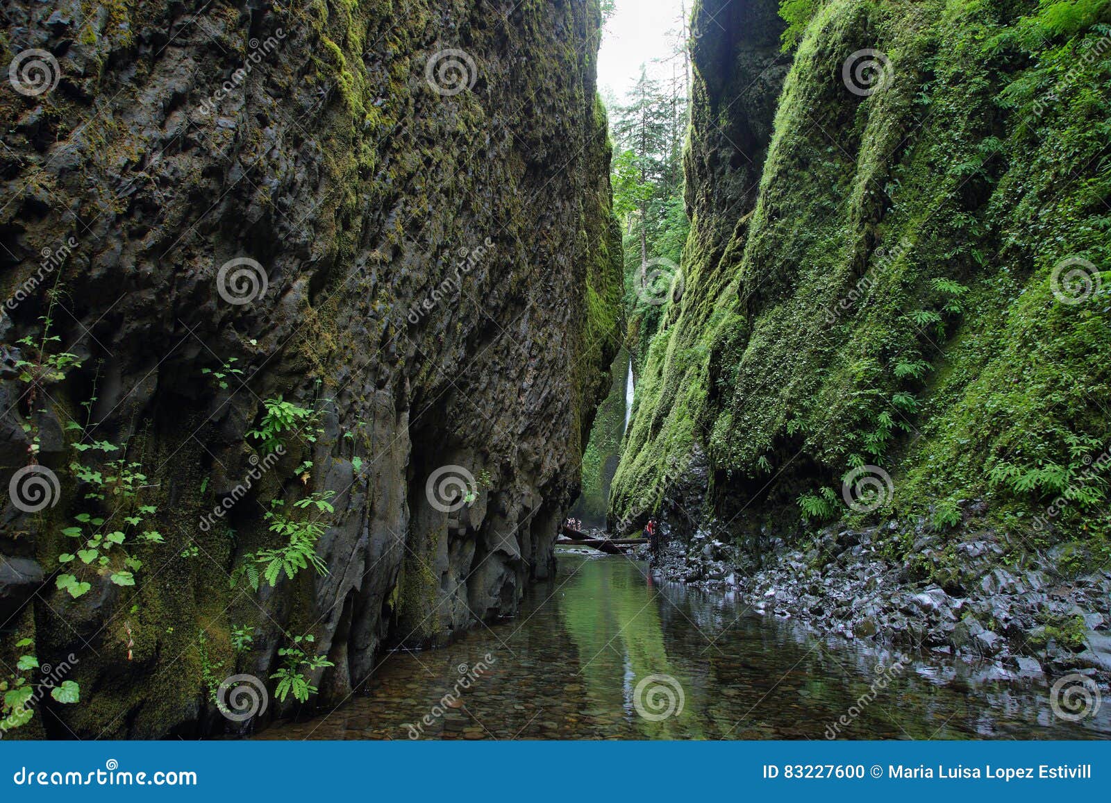 Oneonta Gorge. Columbia River Gorge Stock Photo - Image of moss ...