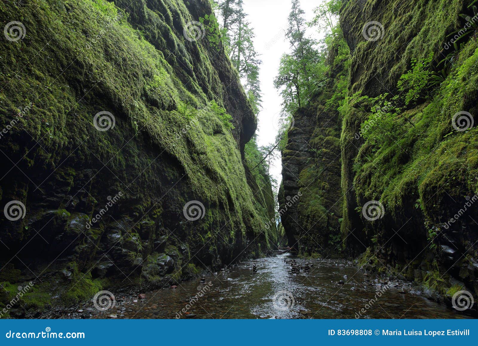 Oneonta Gorge. Columbia River Gorge Stock Photo - Image of earth, place ...