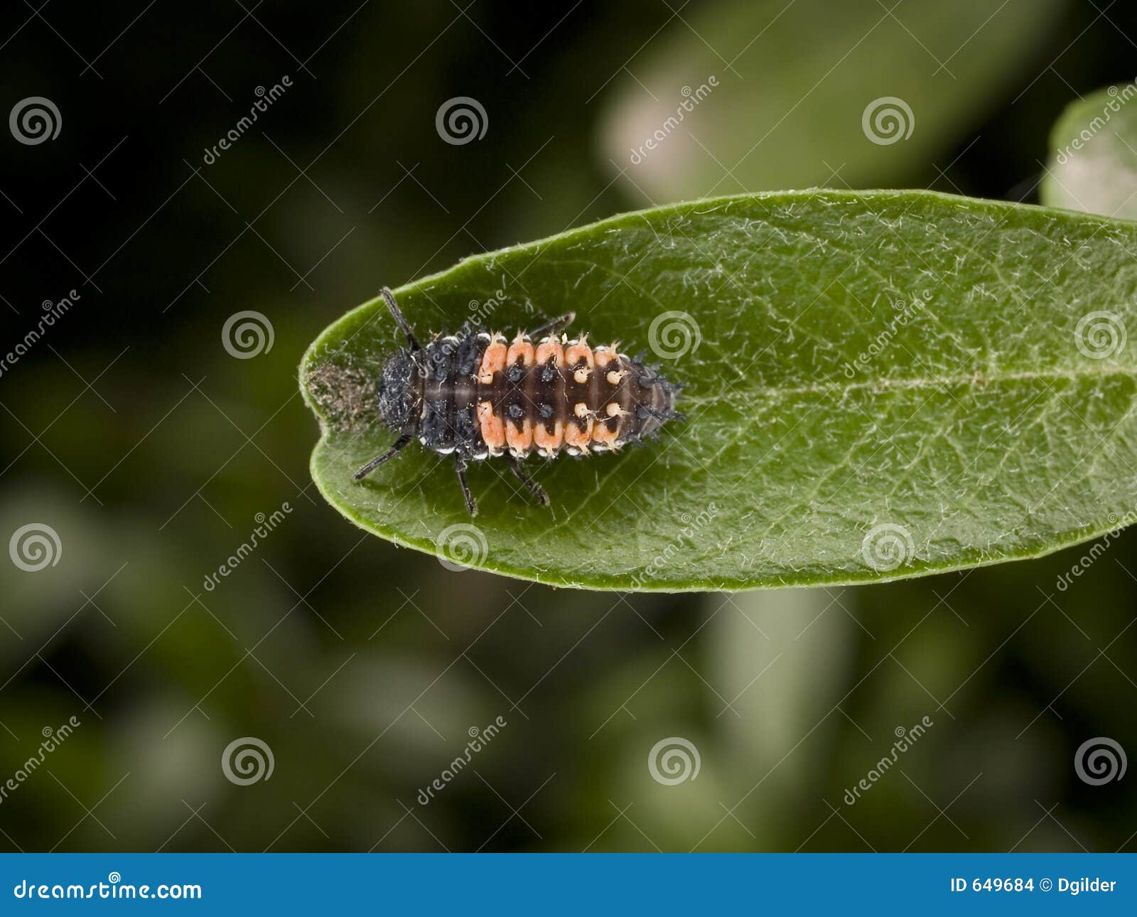 Ongebruikelijk Insect Op Blad Stock Foto - Image of macro, gekleurd: 649684