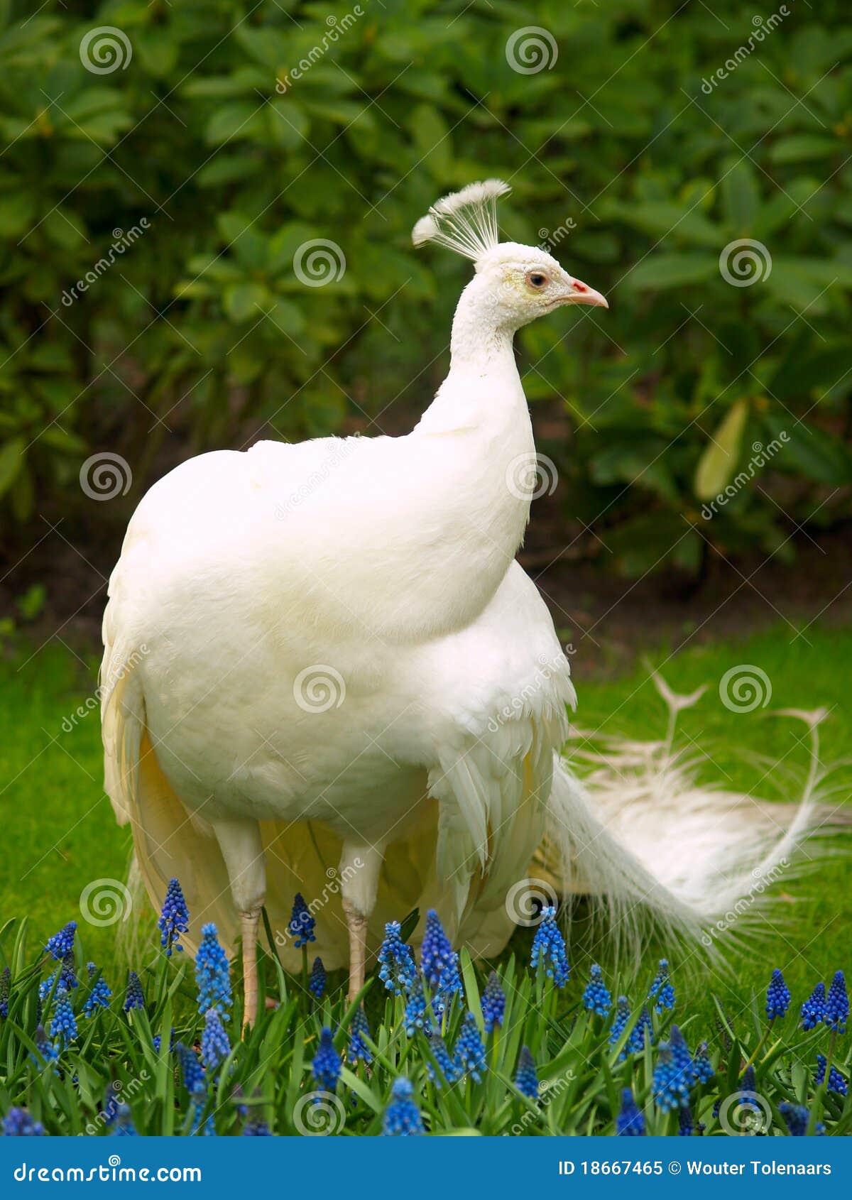 Ongebruikelijke witte pauw stock afbeelding. Image of peper - 18667465