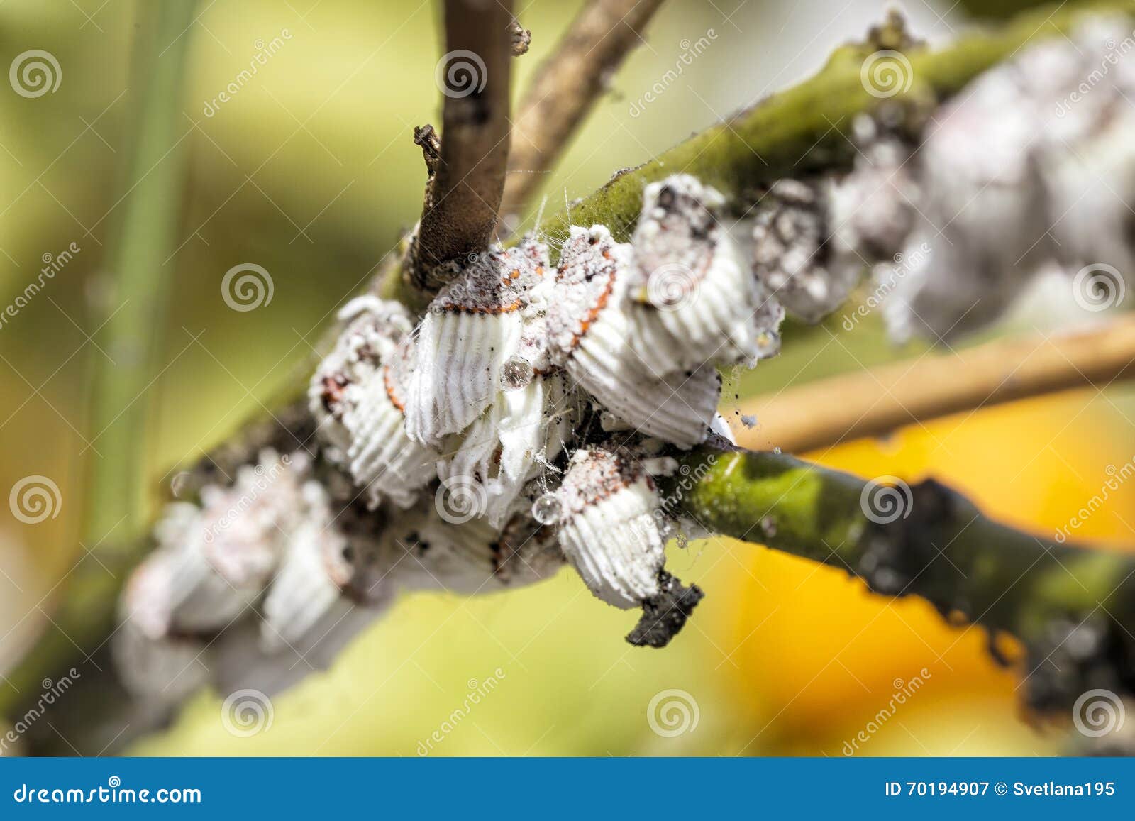 Ongedierte Mealybug Close-up Op De Citrusboom Stock Afbeelding - Image ...