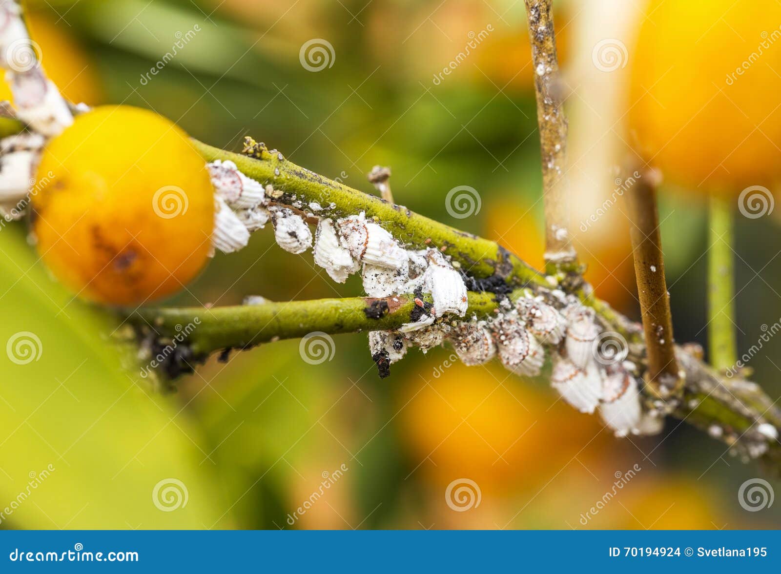 Ongedierte Mealybug Close-up Op De Citrusboom Stock Foto - Image of ...