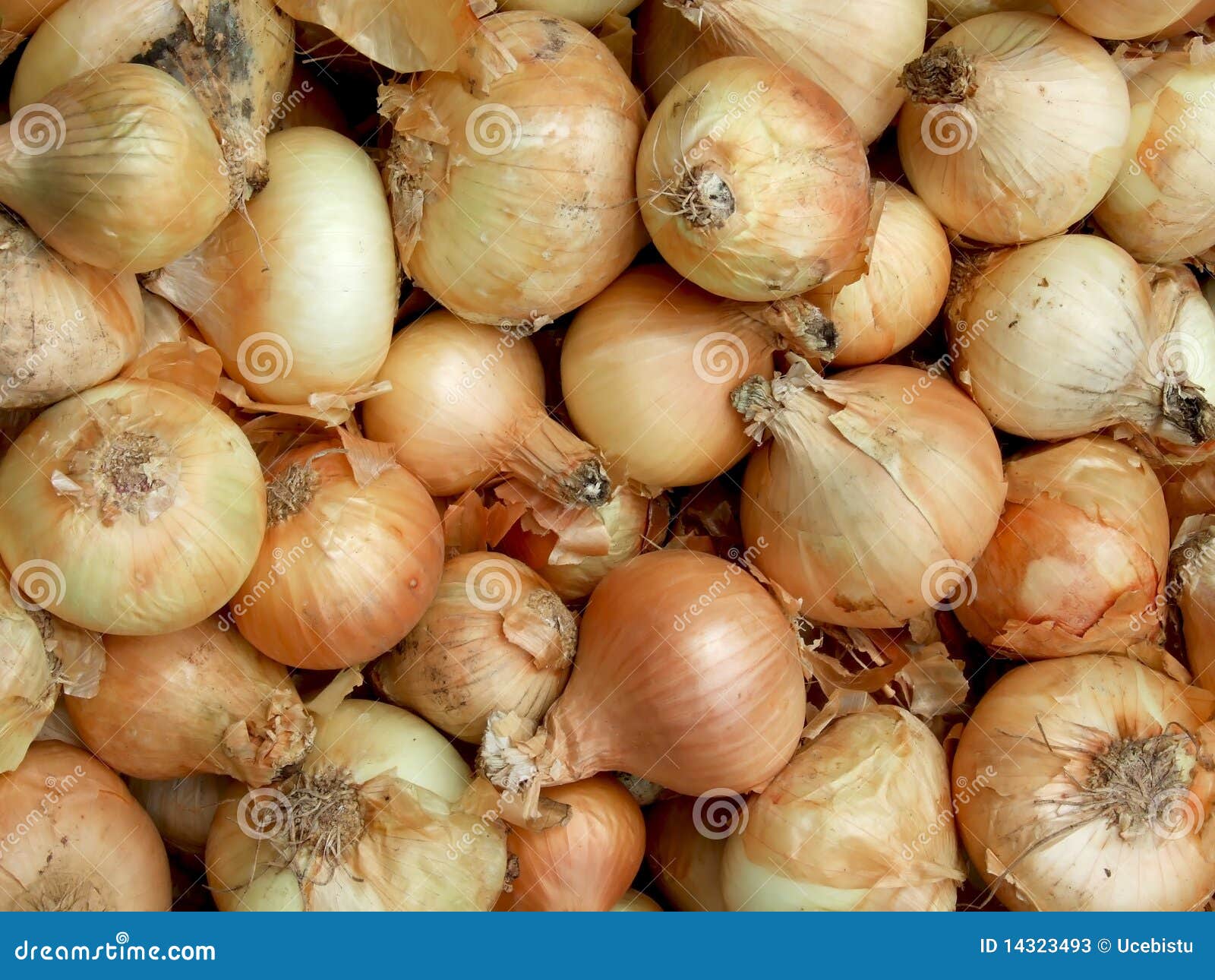 Onion stock image. Image of kitchen, garden, onion, sale - 14323493