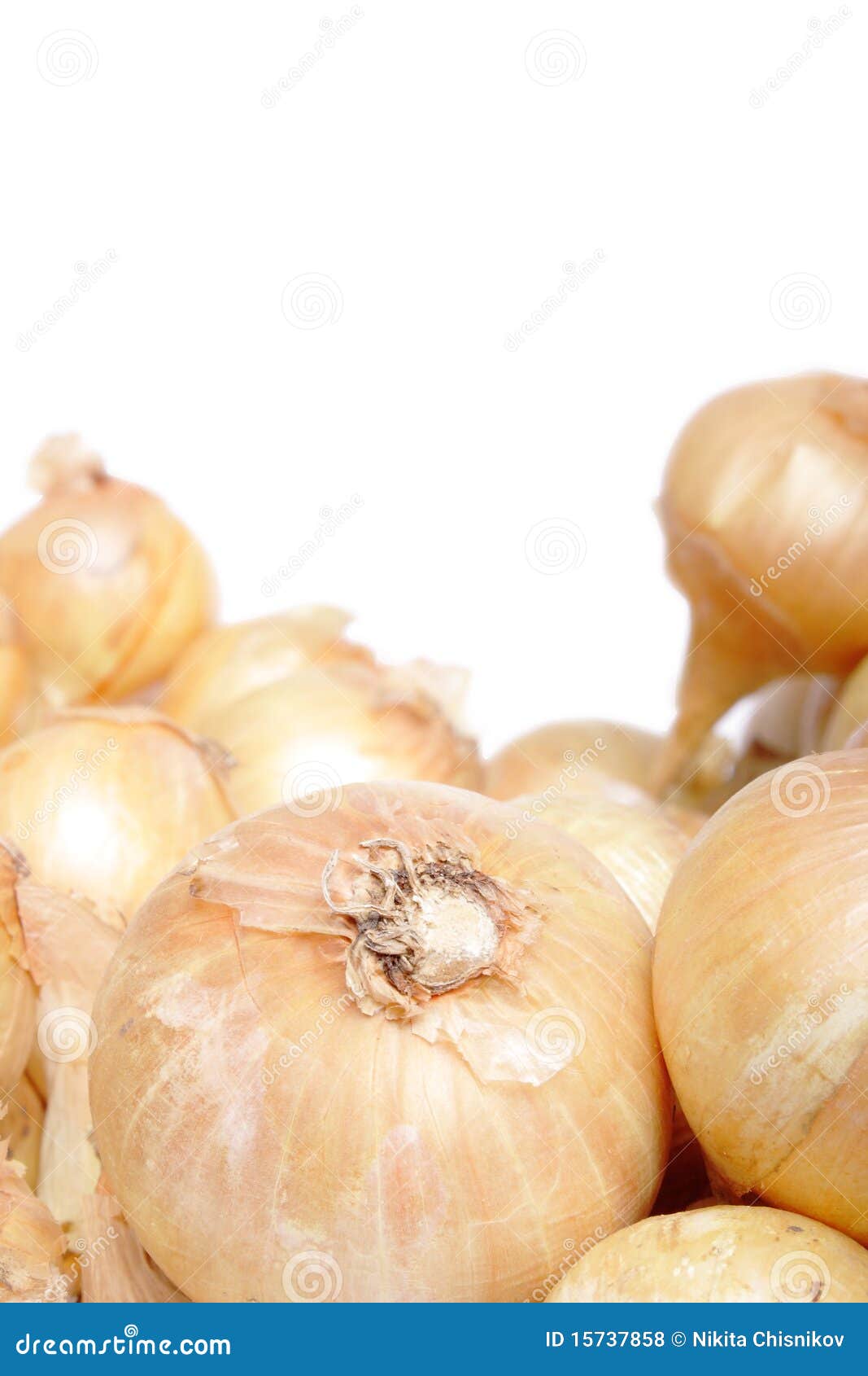 Onion stock photo. Image of spice, healthy, round, onion - 15737858
