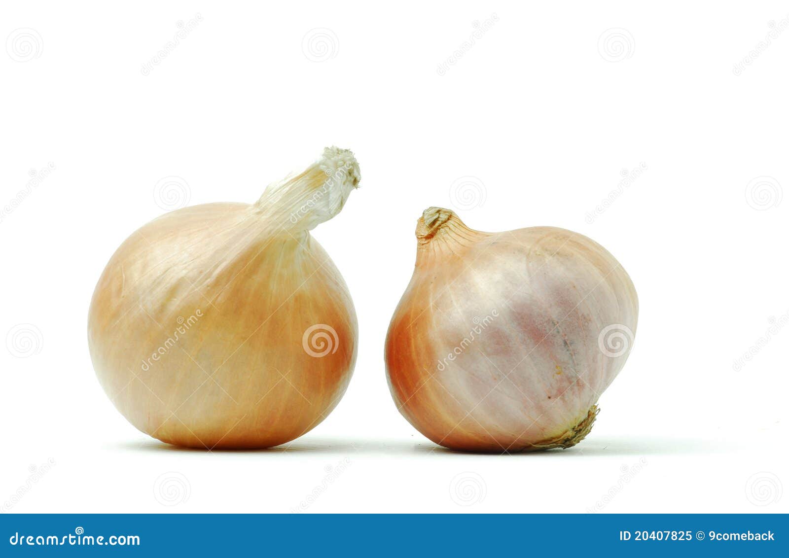 Onion stock image. Image of onion, market, healthy, fresh - 20407825