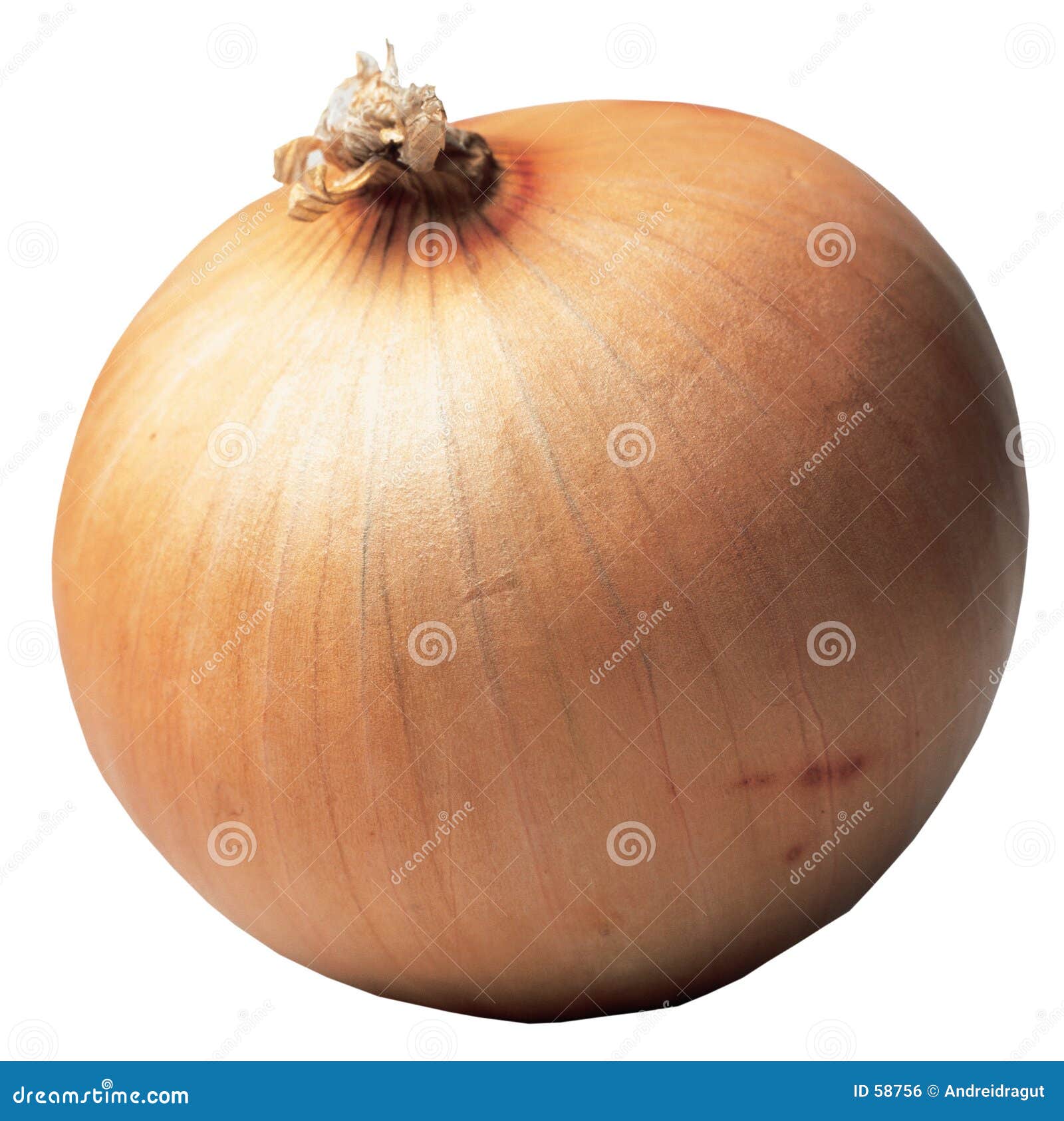 Onion stock photo. Image of ingredient, fresh, onion, vegetable - 58756