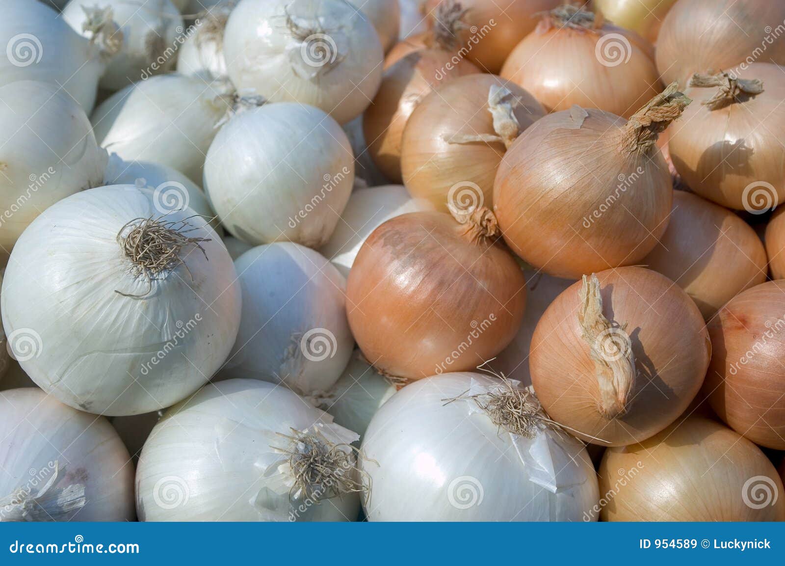 Onion stock image. Image of aromatic, food, kitchen, stem - 954589
