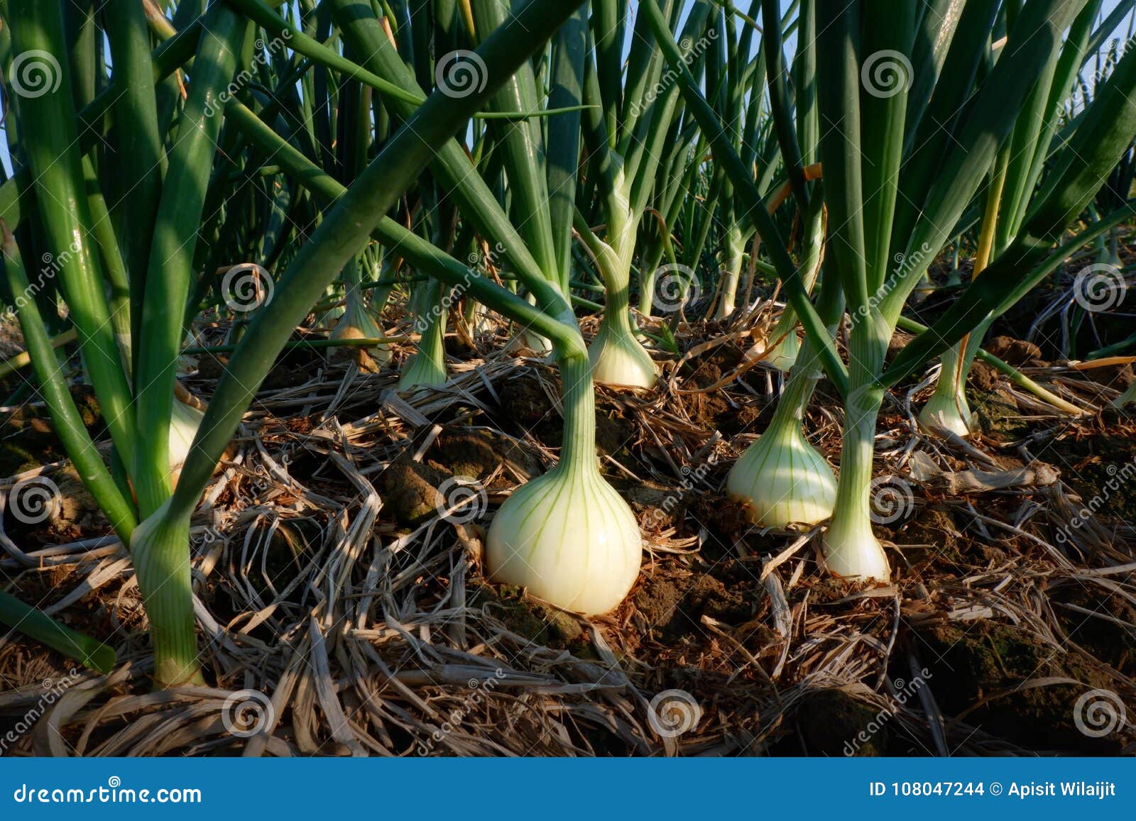 Onion in Agricultural Farm. Stock Photo - Image of dirt, soil: 108047244