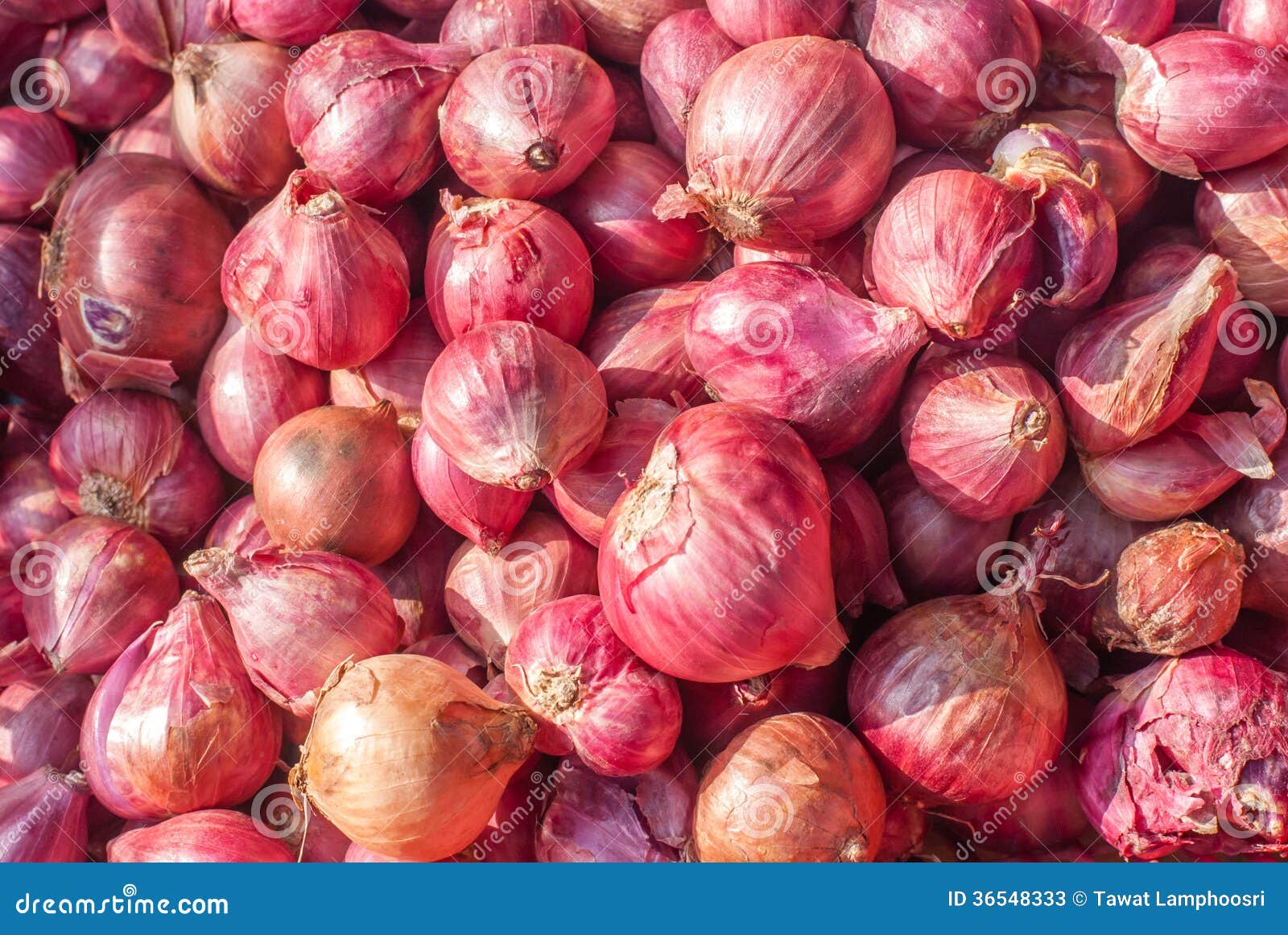 1,548 Cepa Closeup Picture Stock Photos - Free & Royalty-Free Stock ...