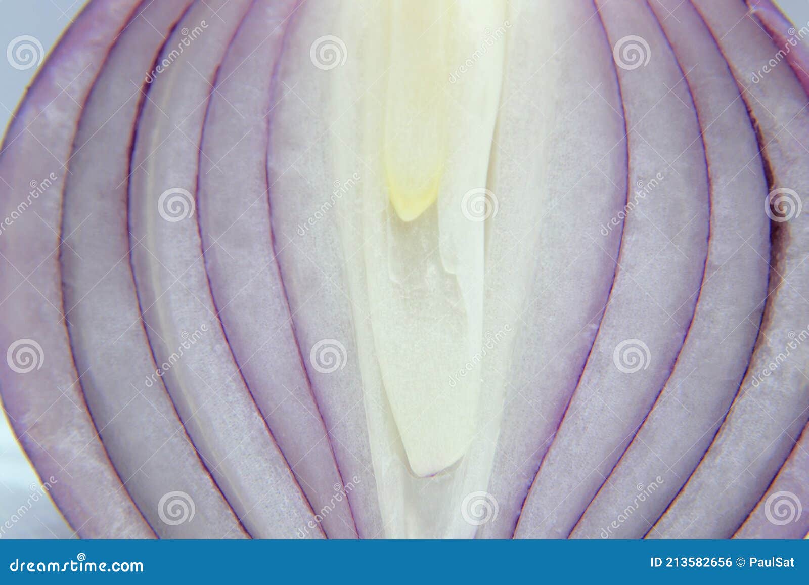 Inside of red onion stock photo. Image of natural, fresh - 213582656