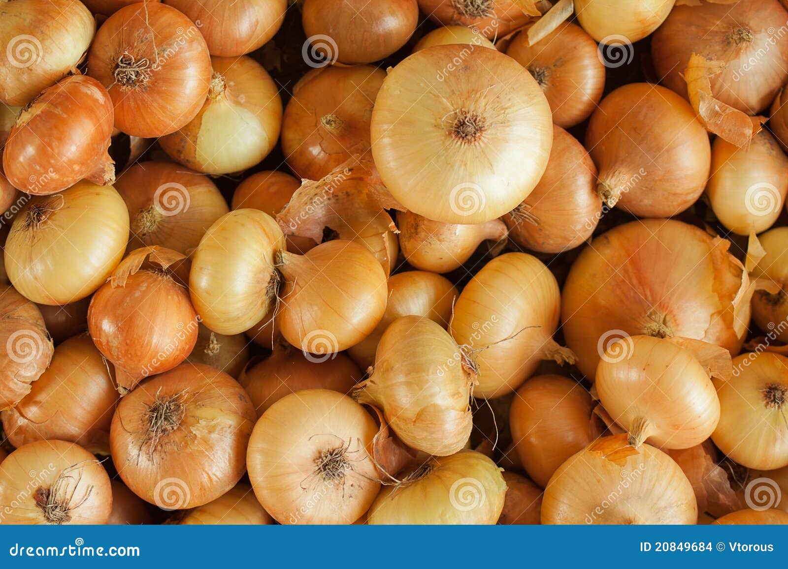Onion background stock photo. Image of spice, backdrop - 20849684