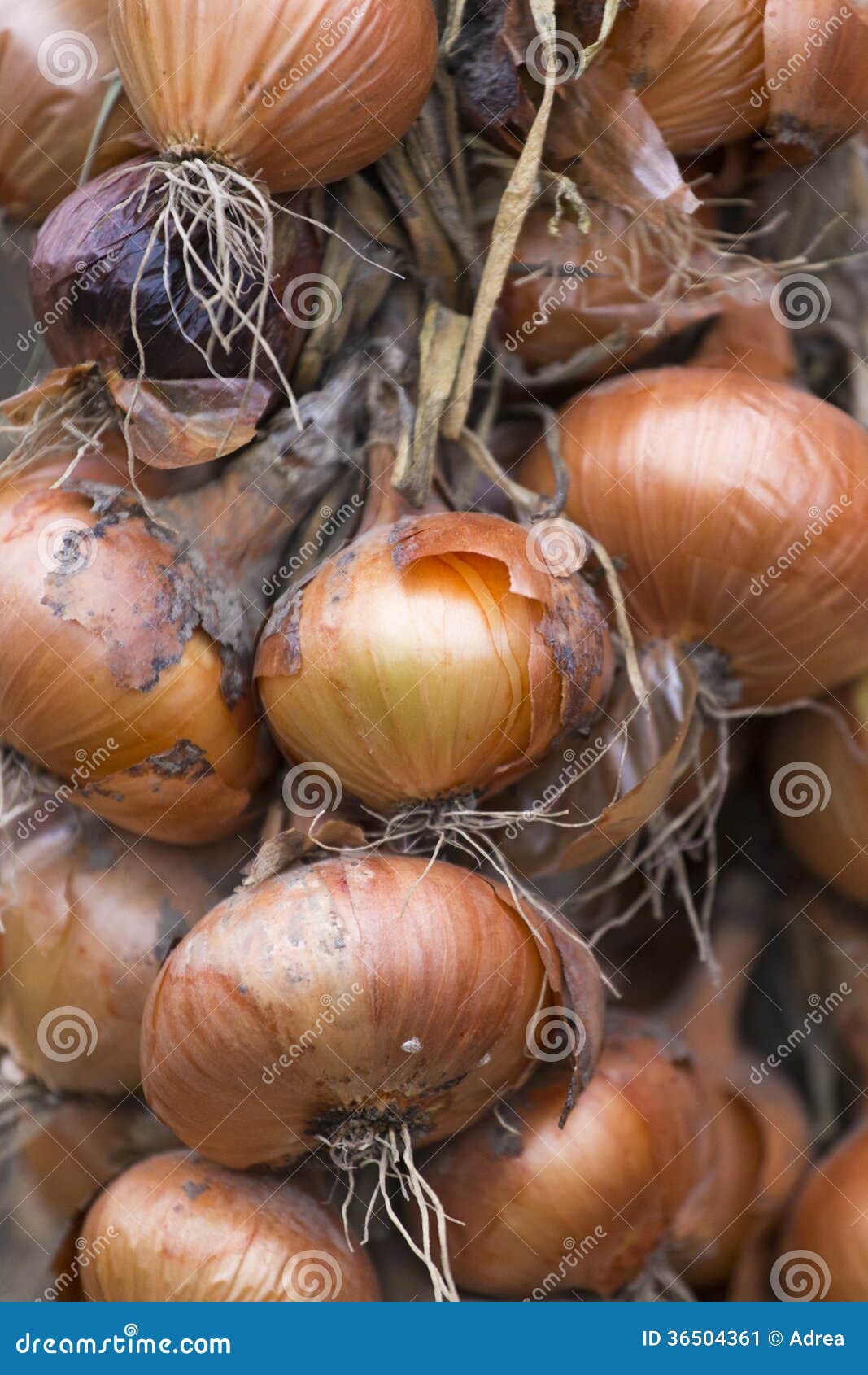 Fresh Harvested Vidalia Onions Stock Image - Image of vidalia, onions ...