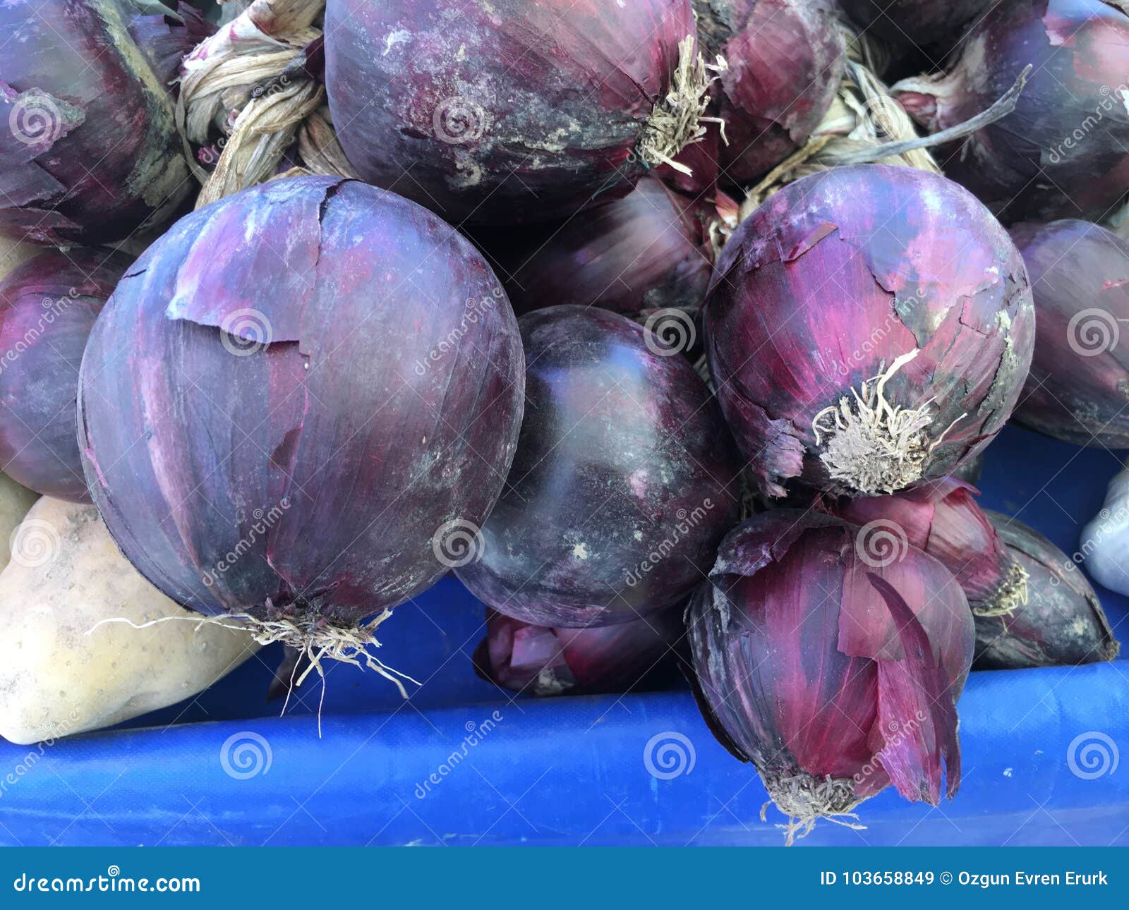 Onion background isolate stock image. Image of onion - 103658849