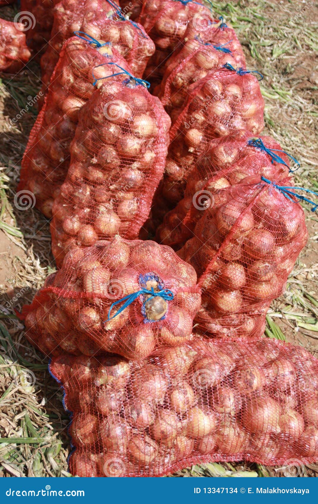 Onion Bags stock photo. Image of netted, onion, harvest - 13347134