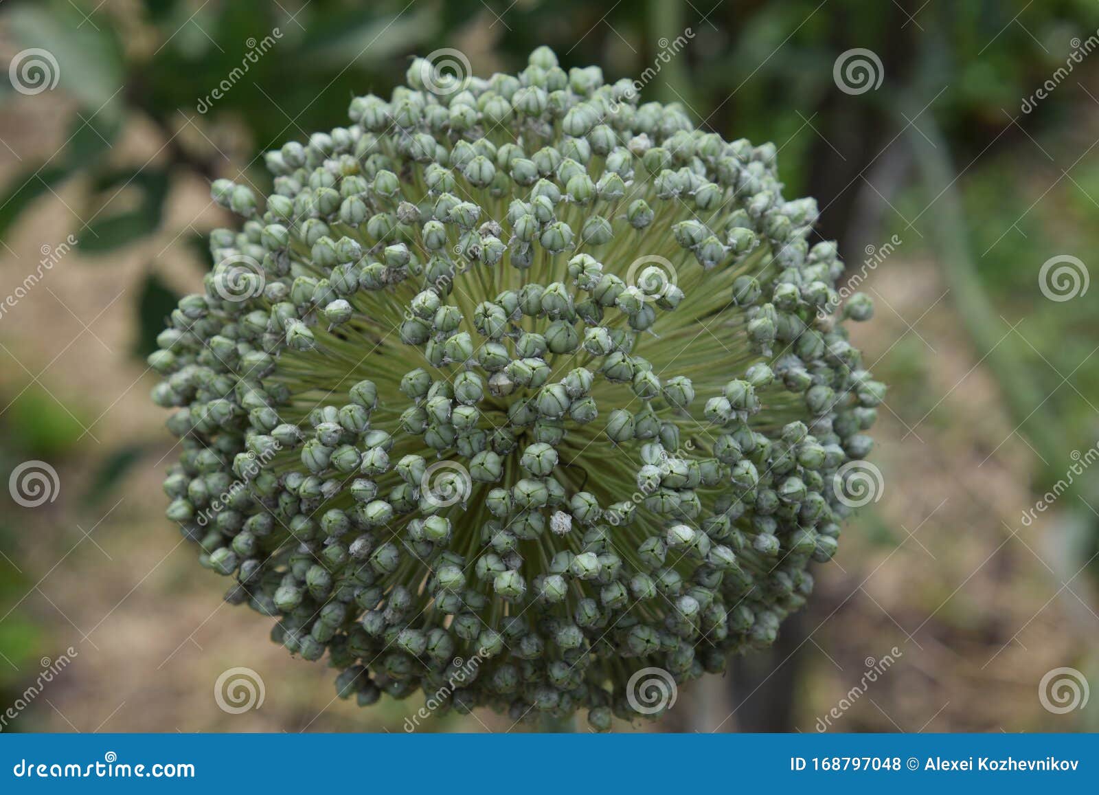 Onion bloom stock photo. Image of macro, onion, flowering - 168797048