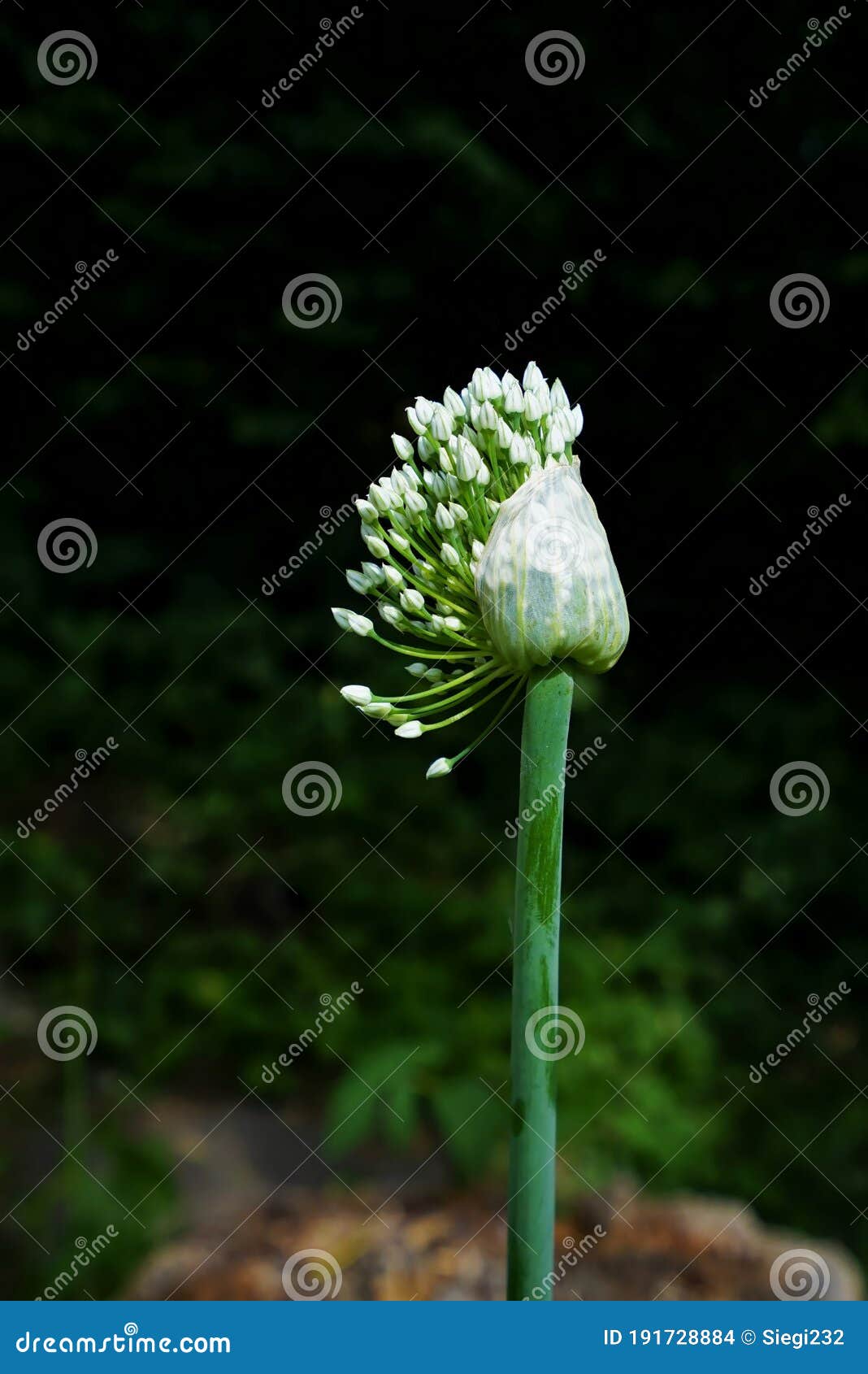 Onion bloom stock photo. Image of food, harvesting, flowering - 191728884