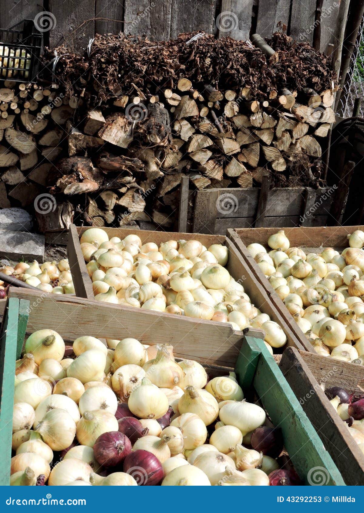 Onion in boxes stock image. Image of firewood, food, wooden - 43292253