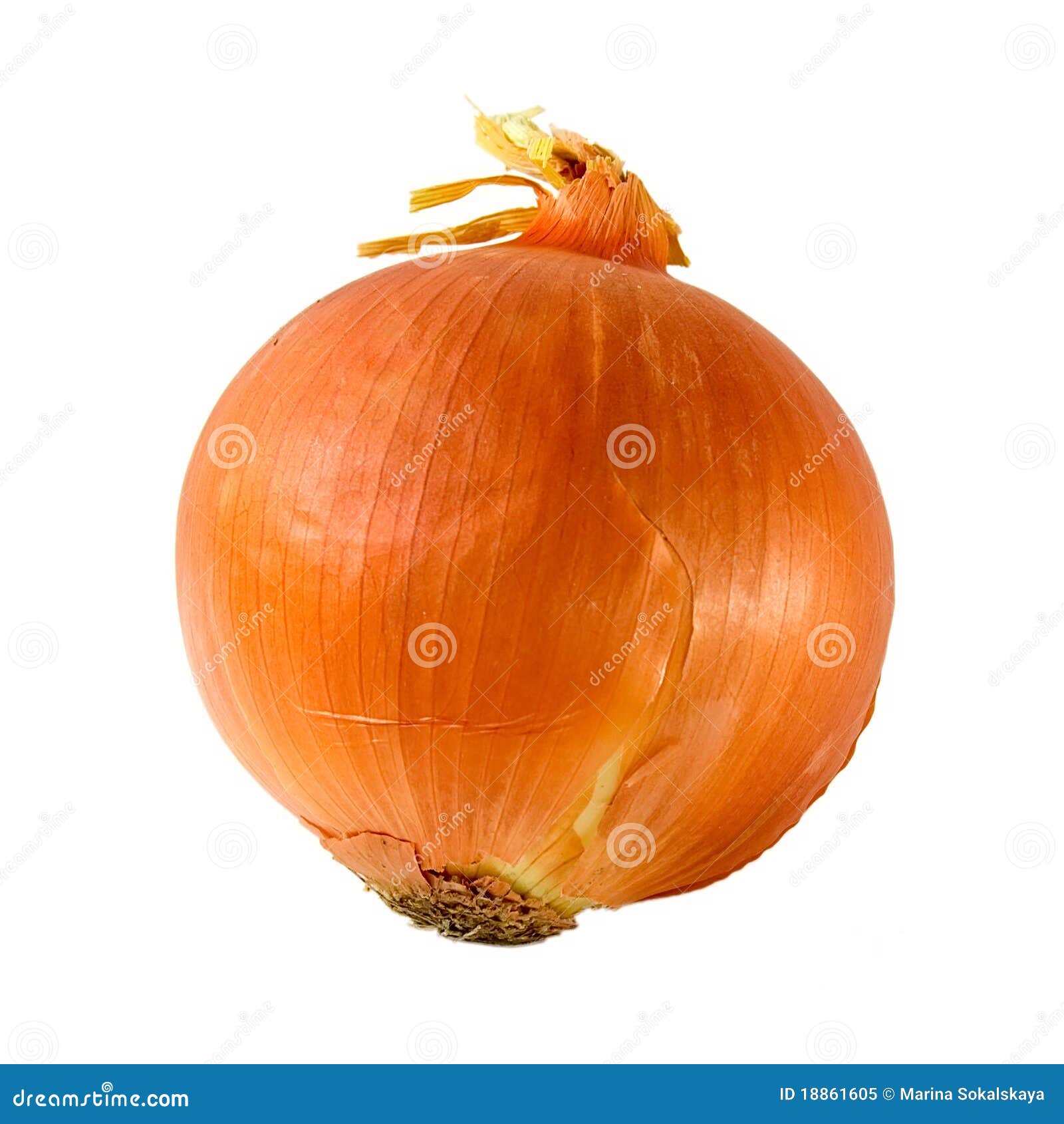 Onion Bulb Scale Epidermis Royalty-Free Stock Photography ...