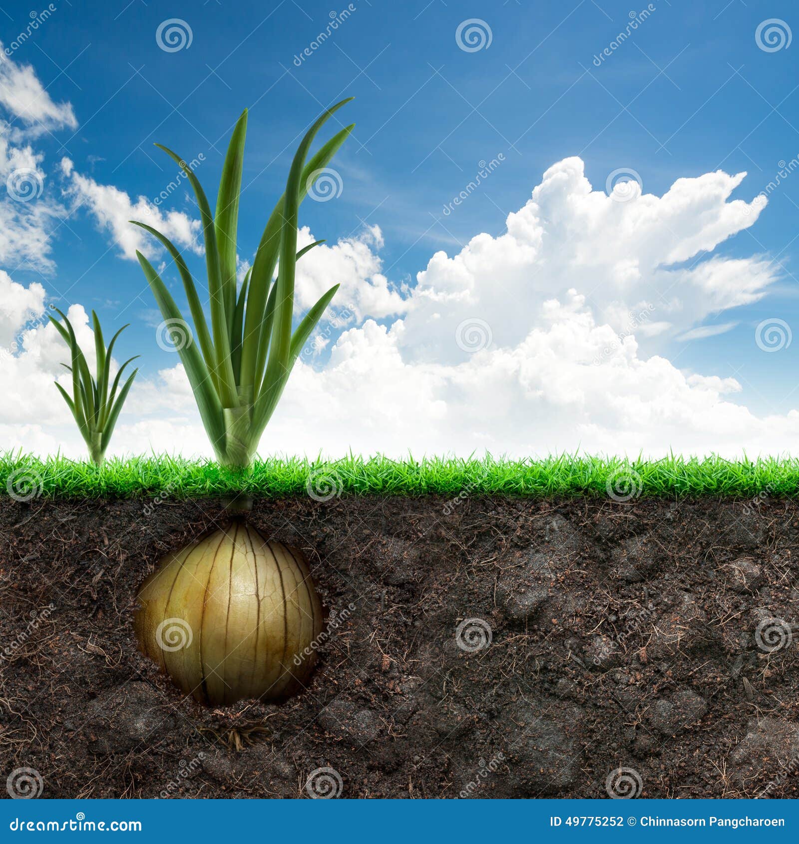 Onion Bulb and Grass in Blue Sky Stock Photo - Image of root ...