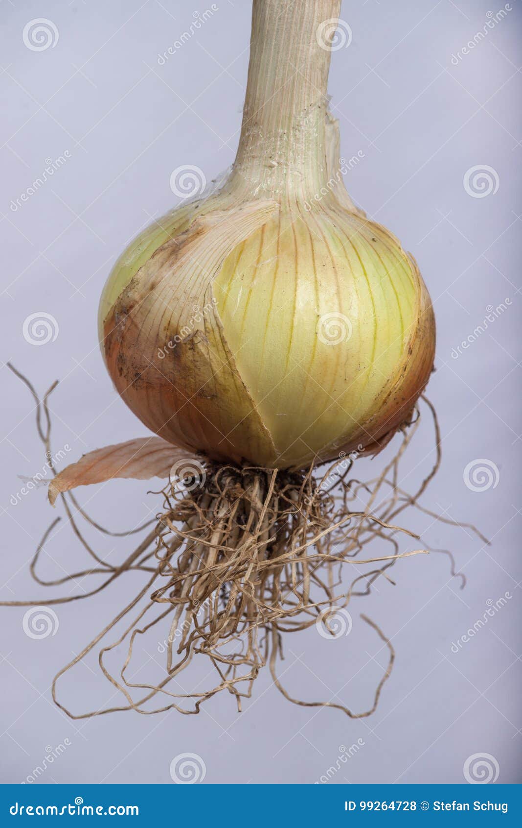 Onion Bulb stock photo. Image of backdrop, vegetable - 99264728